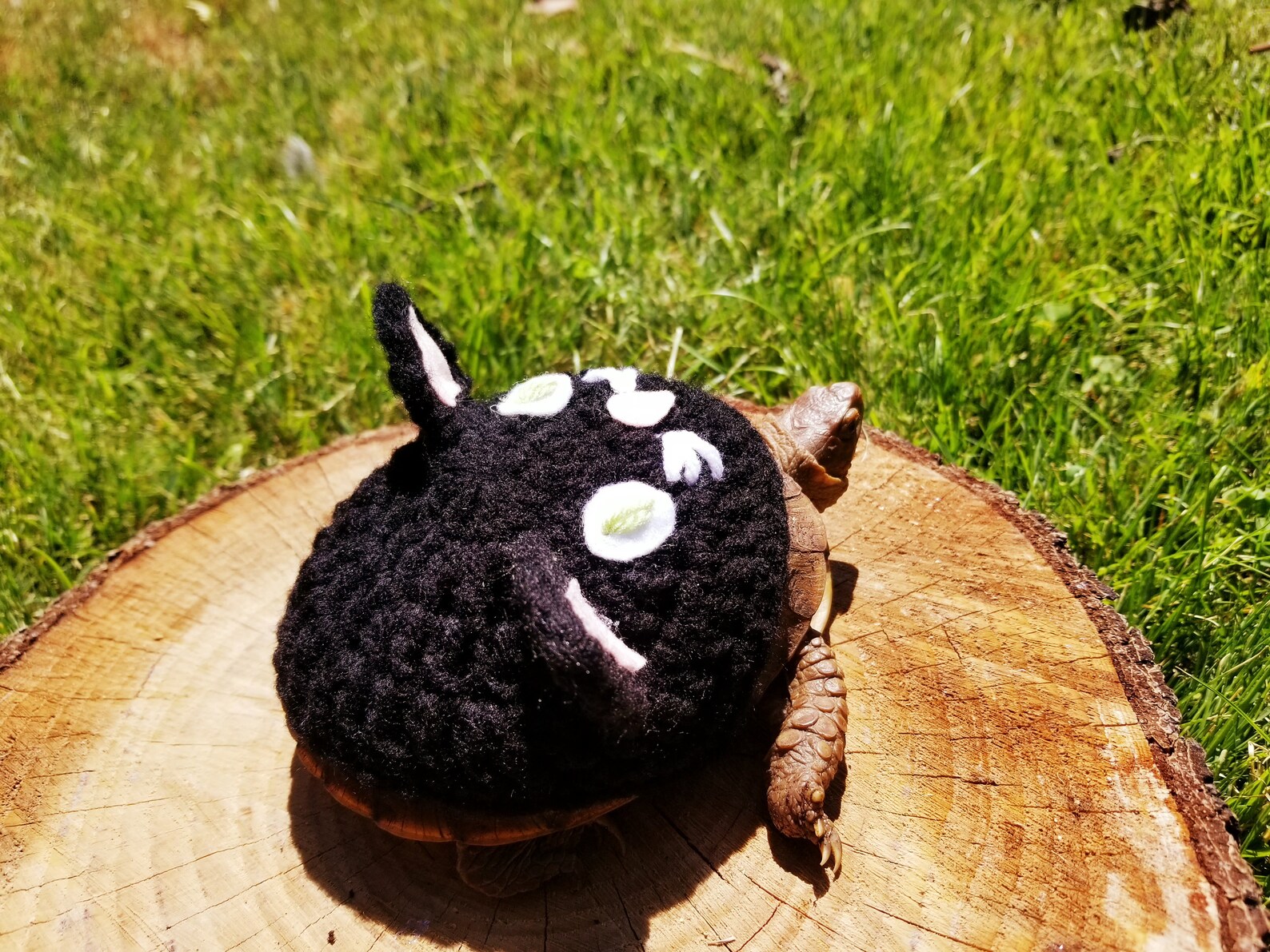 Black Cat Costume for Turtle/tortoises | Etsy