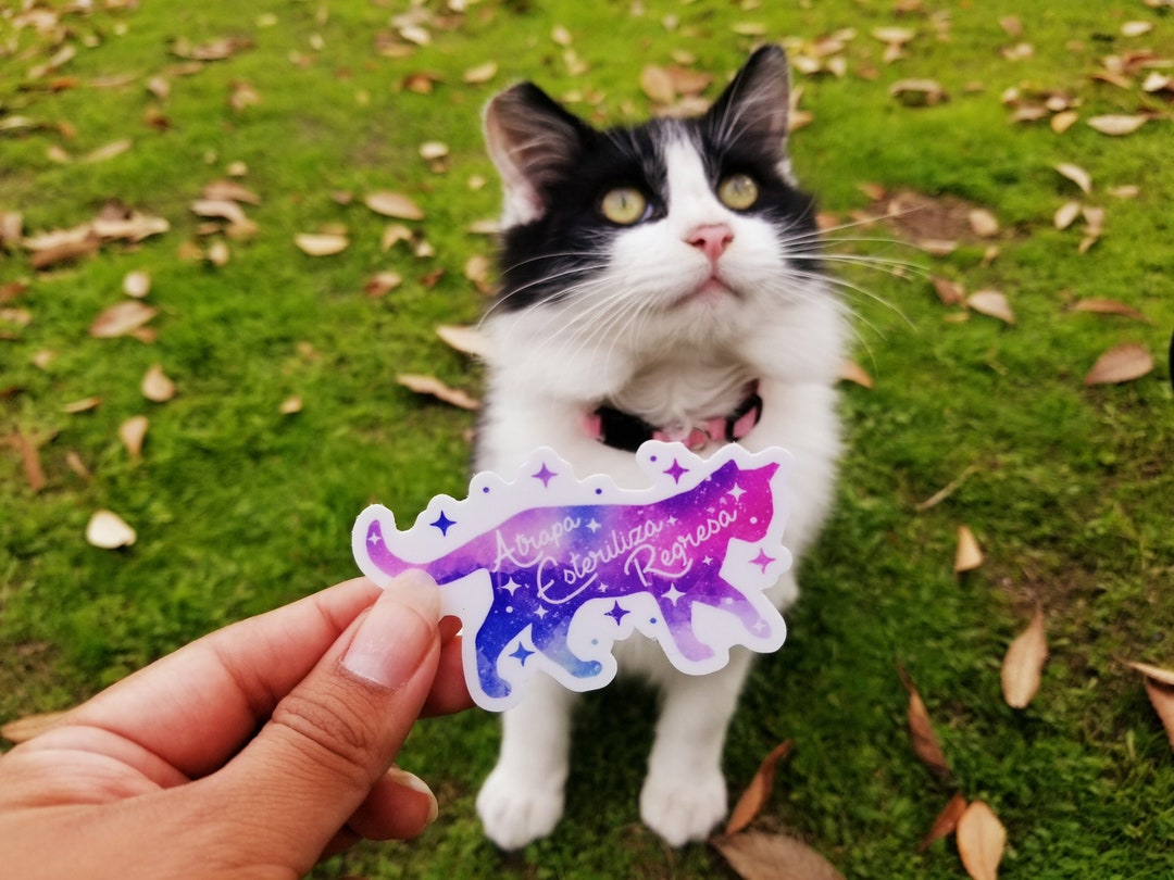 Atrapa, Esteriliza Y Regresa | Trap, Neuter and Return (TNR) Galaxy ...