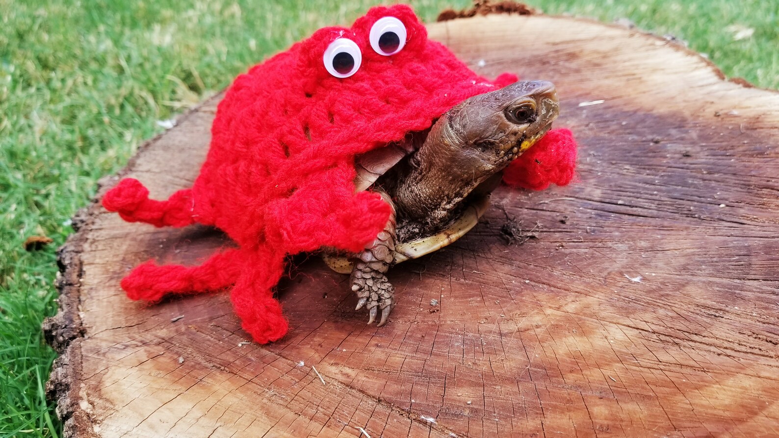 Crab Inspired Crochet Costume for Turtles/ Tortoises | Etsy