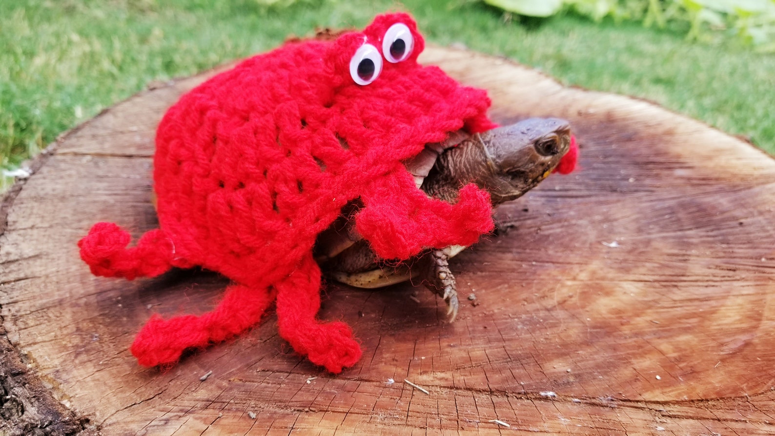 Crab Inspired Crochet Costume for Turtles/ Tortoises | Etsy