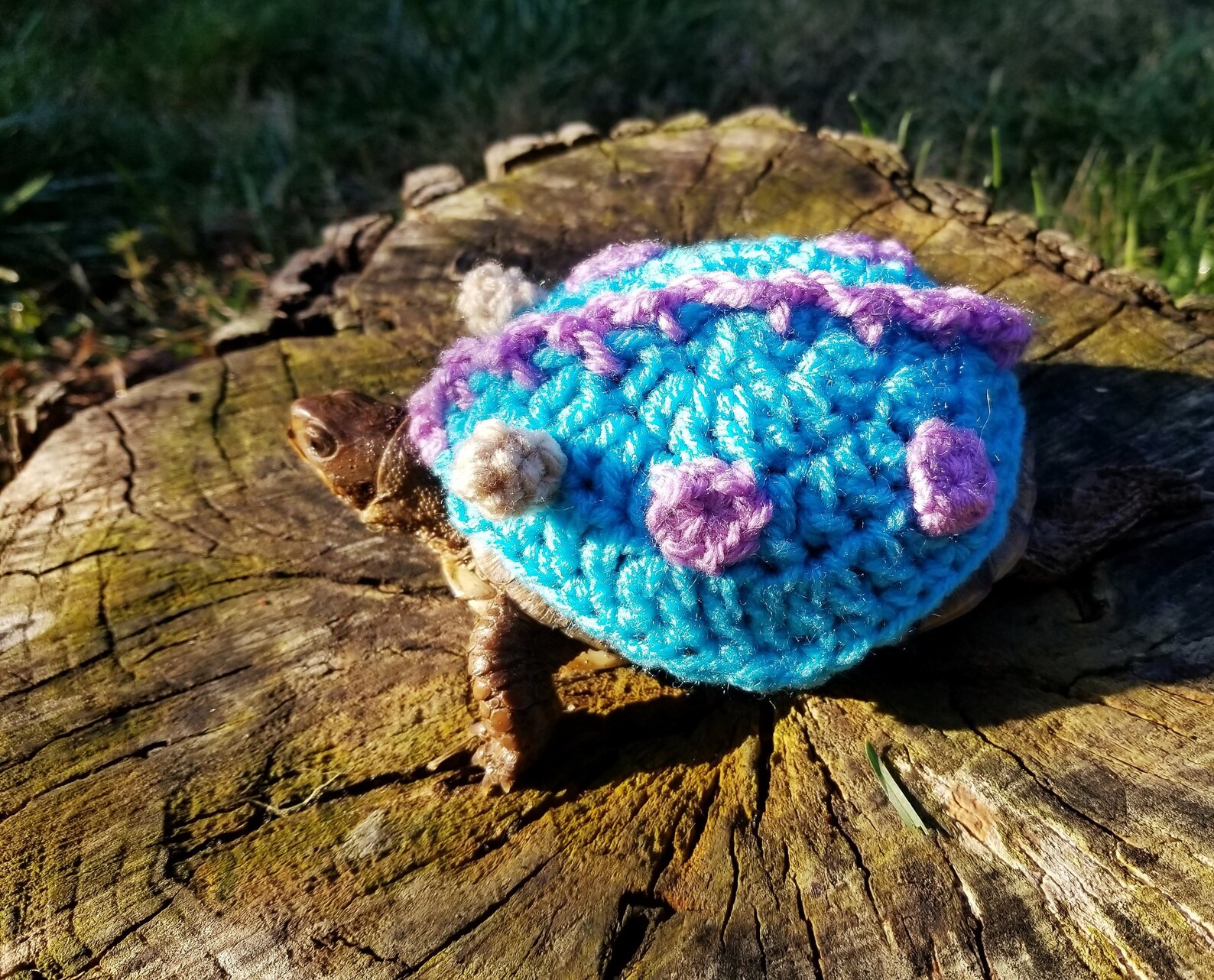 Monster Costume for Turtle/tortoises - Etsy