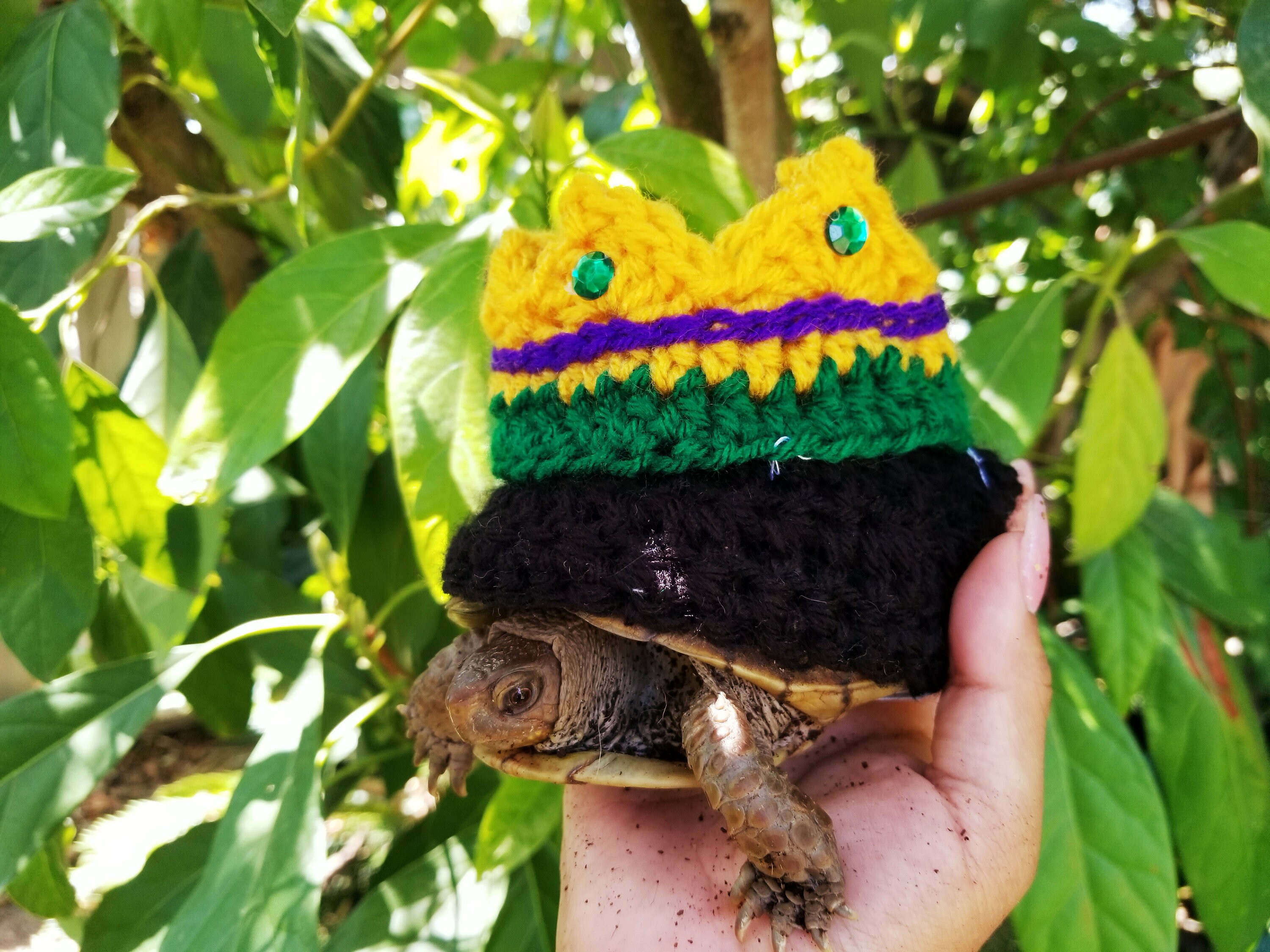 Mardi Gras Crown Crochet Costume for Turtles/ Tortoises | Etsy