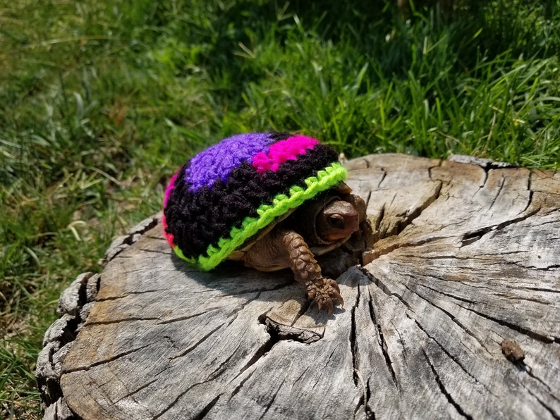 Rainbow Costume for Turtles/ Tortoises | Etsy