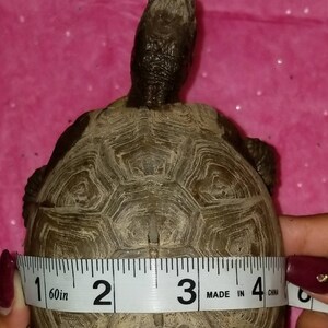 Mariachi Sombrero Turtle/tortoise Costume - Etsy