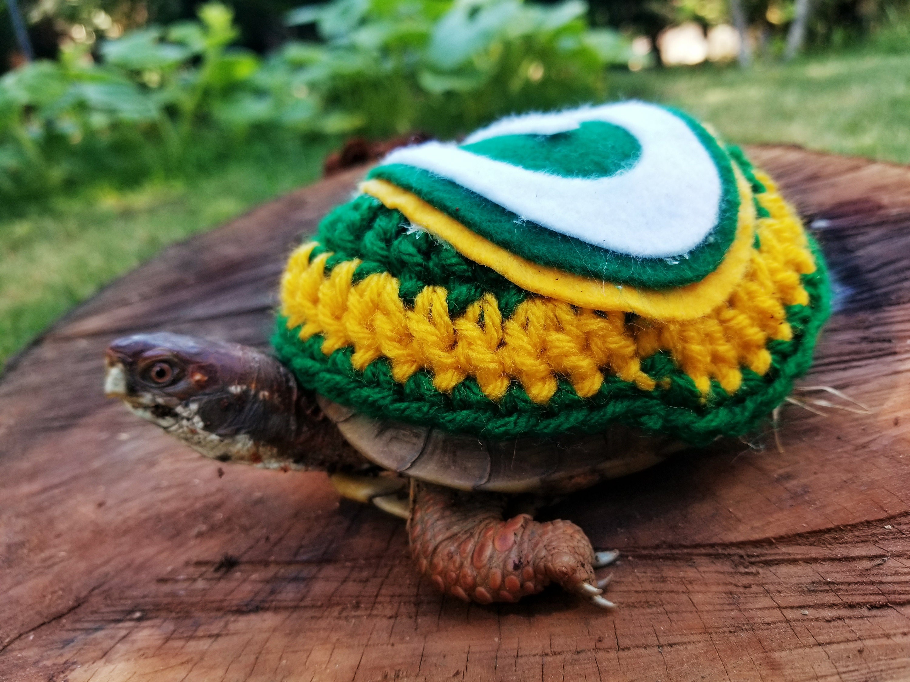 Football Team Inspired Costume for Turtles/ Tortoises | Etsy
