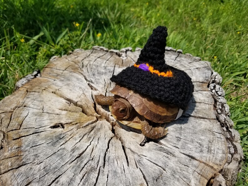 Witch Hat Costume for Turtles/tortoises - Etsy New Zealand
