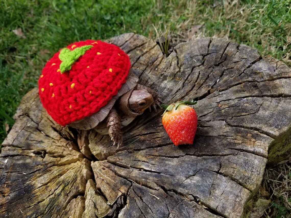 Crochet Strawberry Costume for Turtles/ Tortoises - Etsy