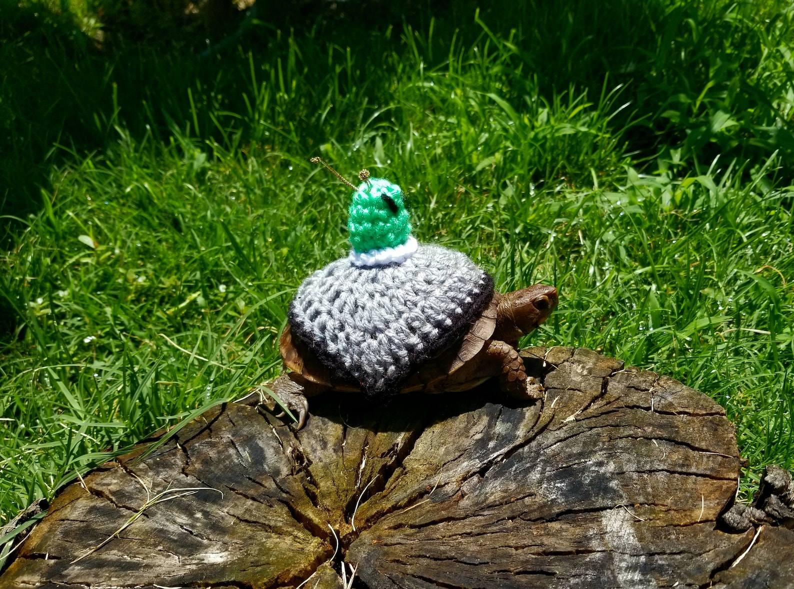 Alien in Spaceship Costume for Turtle/tortoises - Etsy