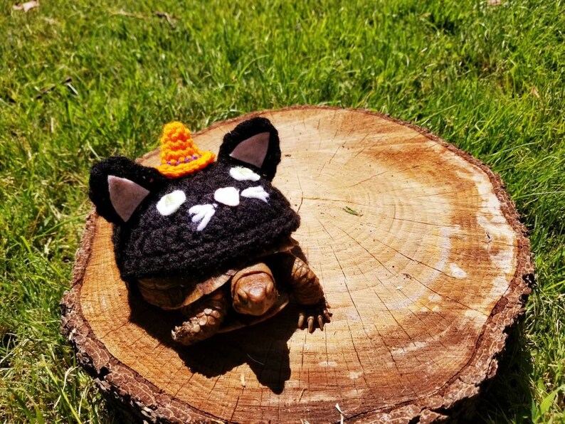 Black Cat with Witch Hat Costume Turtle/Tortoises | Etsy