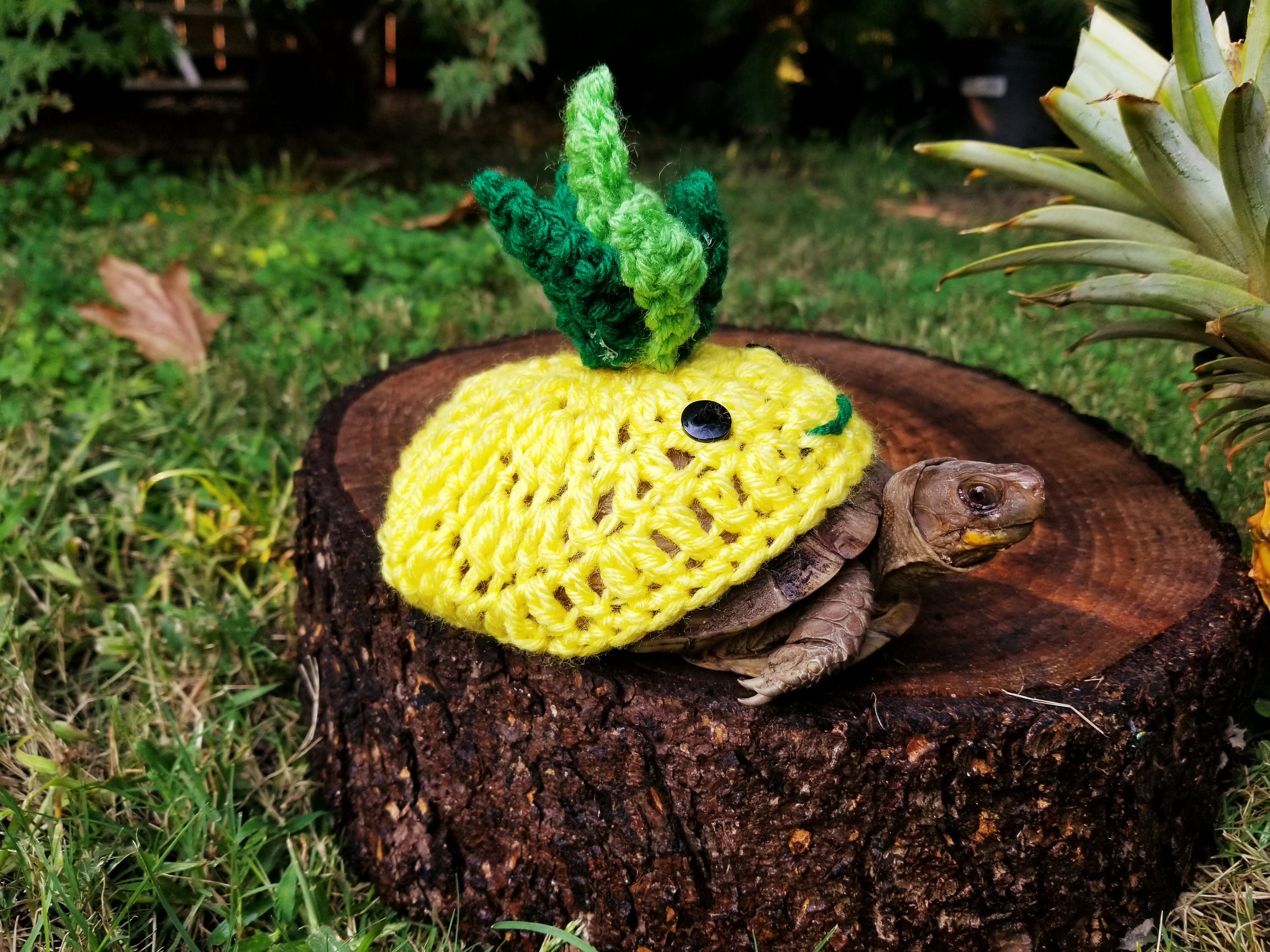 Happy Pineapple Costume for Turtles/ Tortoises - Etsy