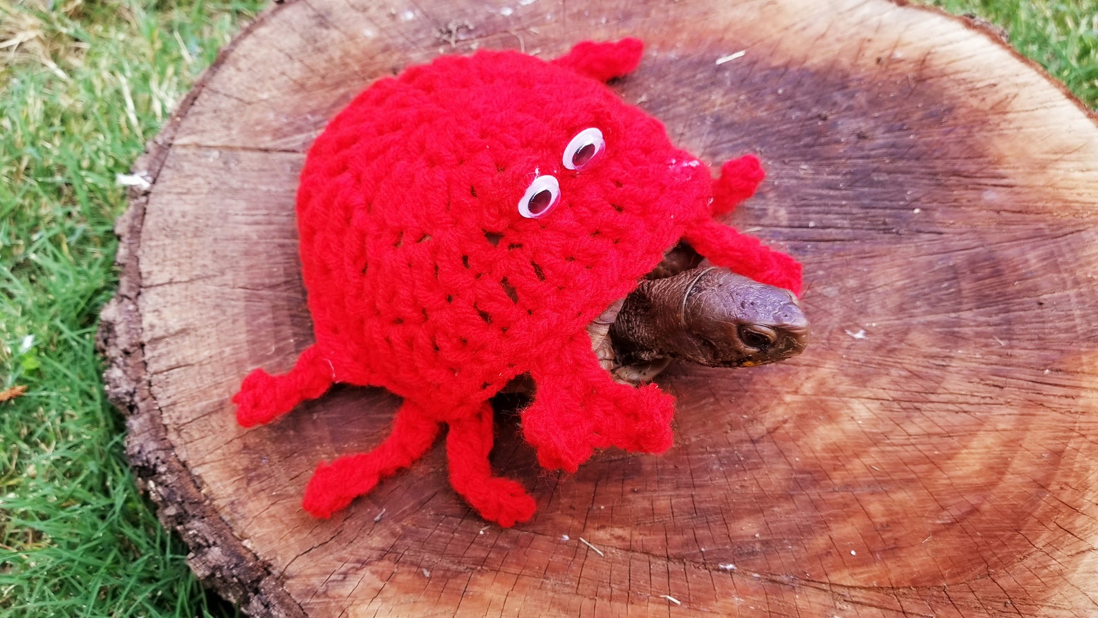 Crab Inspired Crochet Costume for Turtles/ Tortoises | Etsy