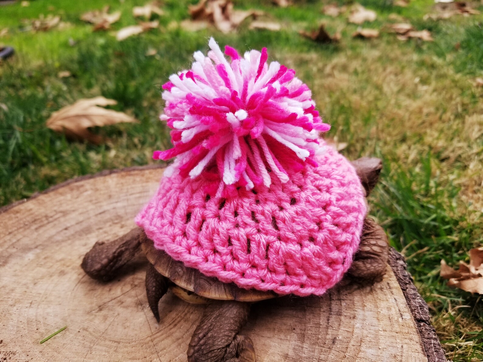 Festive Pom Pom Turtle/ Tortoise Costume - Etsy