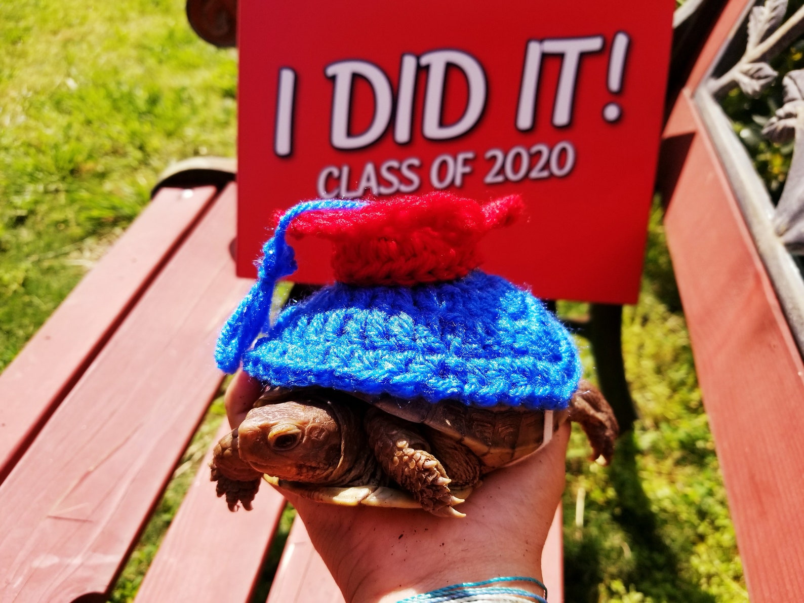 Graduation Cap Costume for Turtle/ Tortoise please Provide - Etsy
