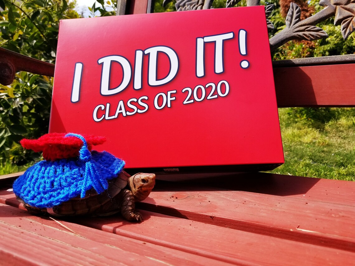 Graduation Cap Costume for Turtle/ Tortoise please Provide - Etsy