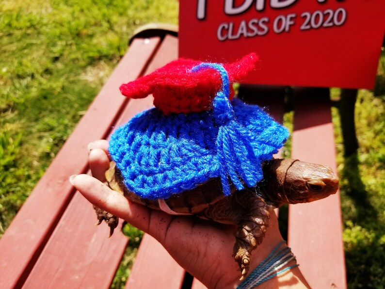 Graduation Cap Costume for Turtle/ Tortoise please Provide - Etsy