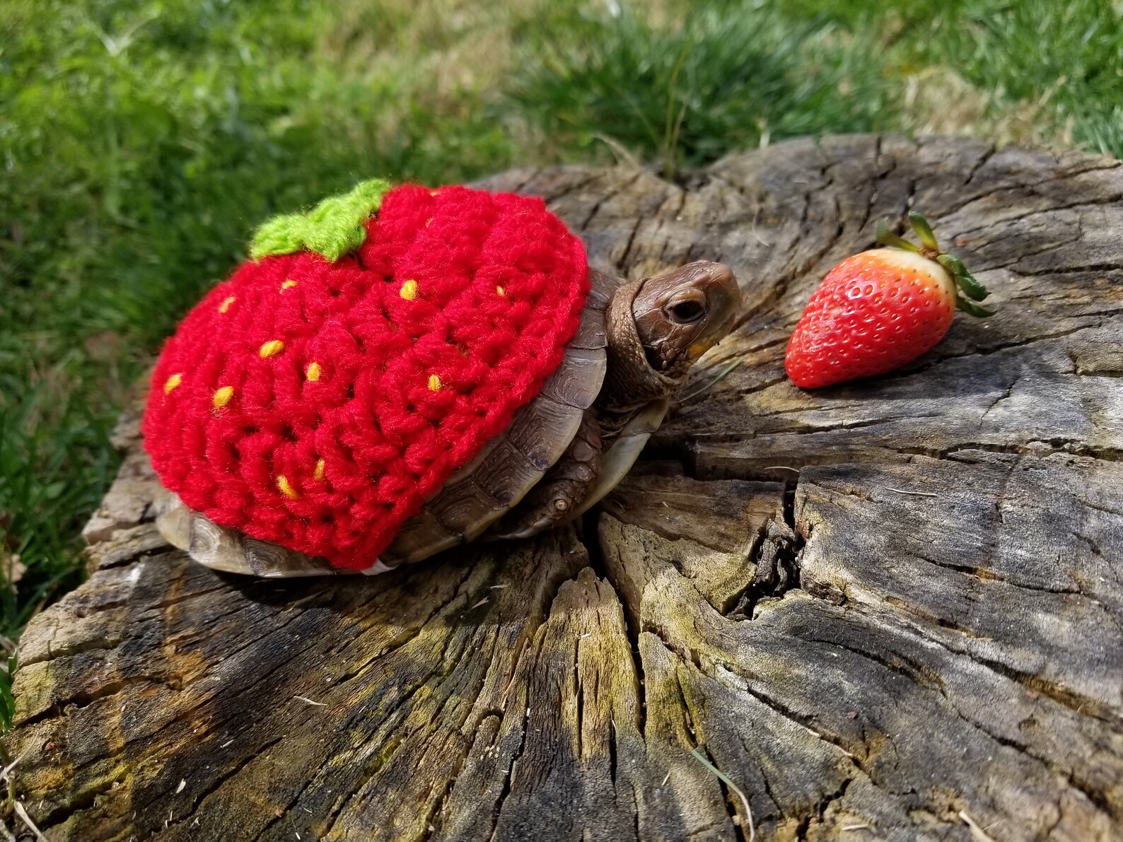 Crochet Strawberry Costume for Turtles/ Tortoises - Etsy