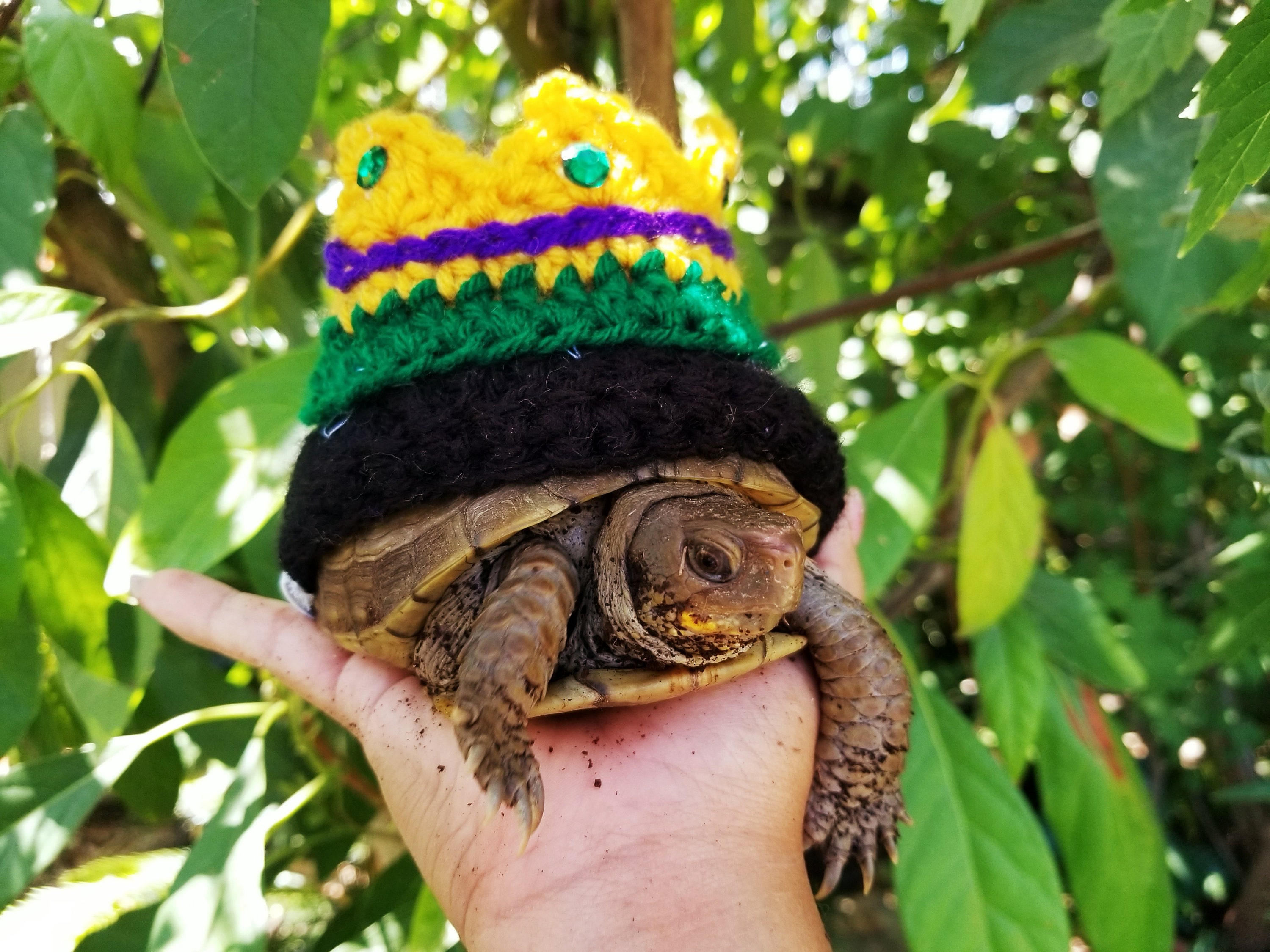 Mardi Gras Crown Crochet Costume for Turtles/ Tortoises | Etsy