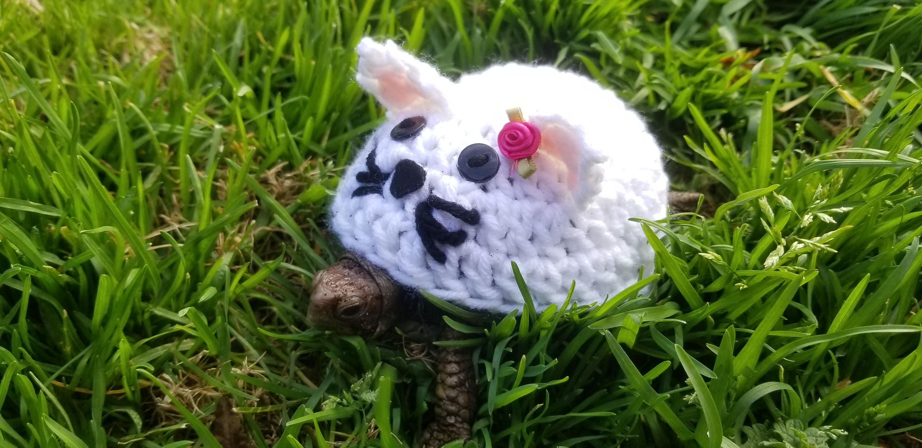 Cat/kitten Costume for Turtles/ Tortoises - Etsy