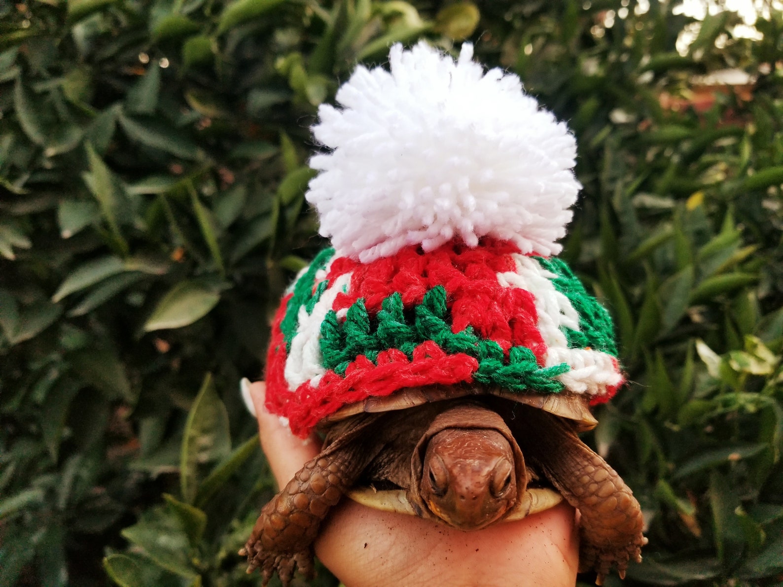 Festive Pom Pom Turtle/ Tortoise Costume - Etsy