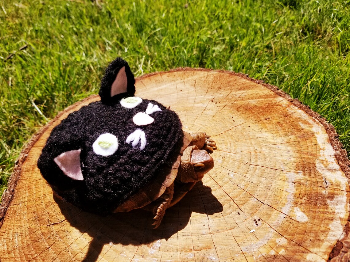 Black Cat Costume for Turtle/tortoises - Etsy