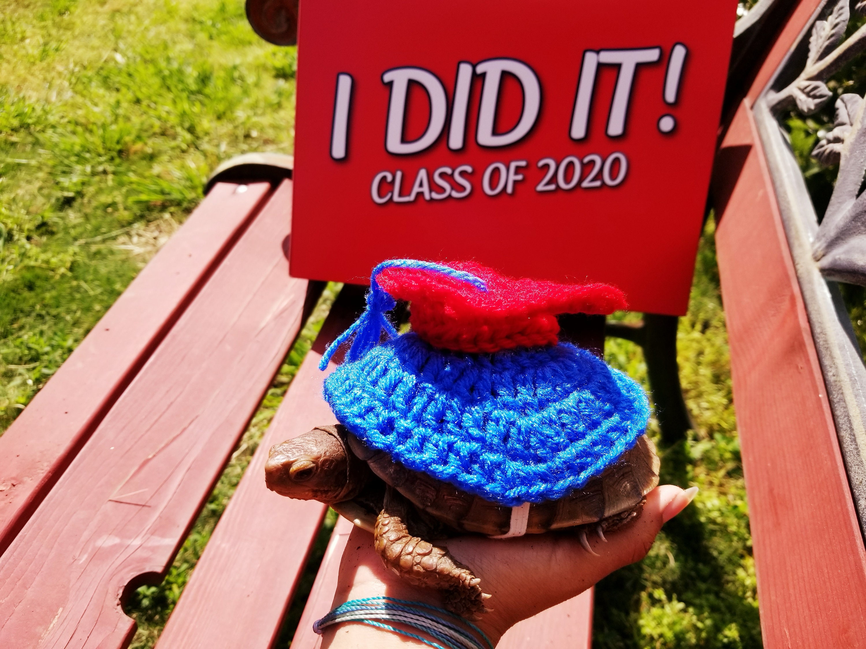 Graduation Cap Costume for Turtle/ Tortoise (please Provide Requested ...