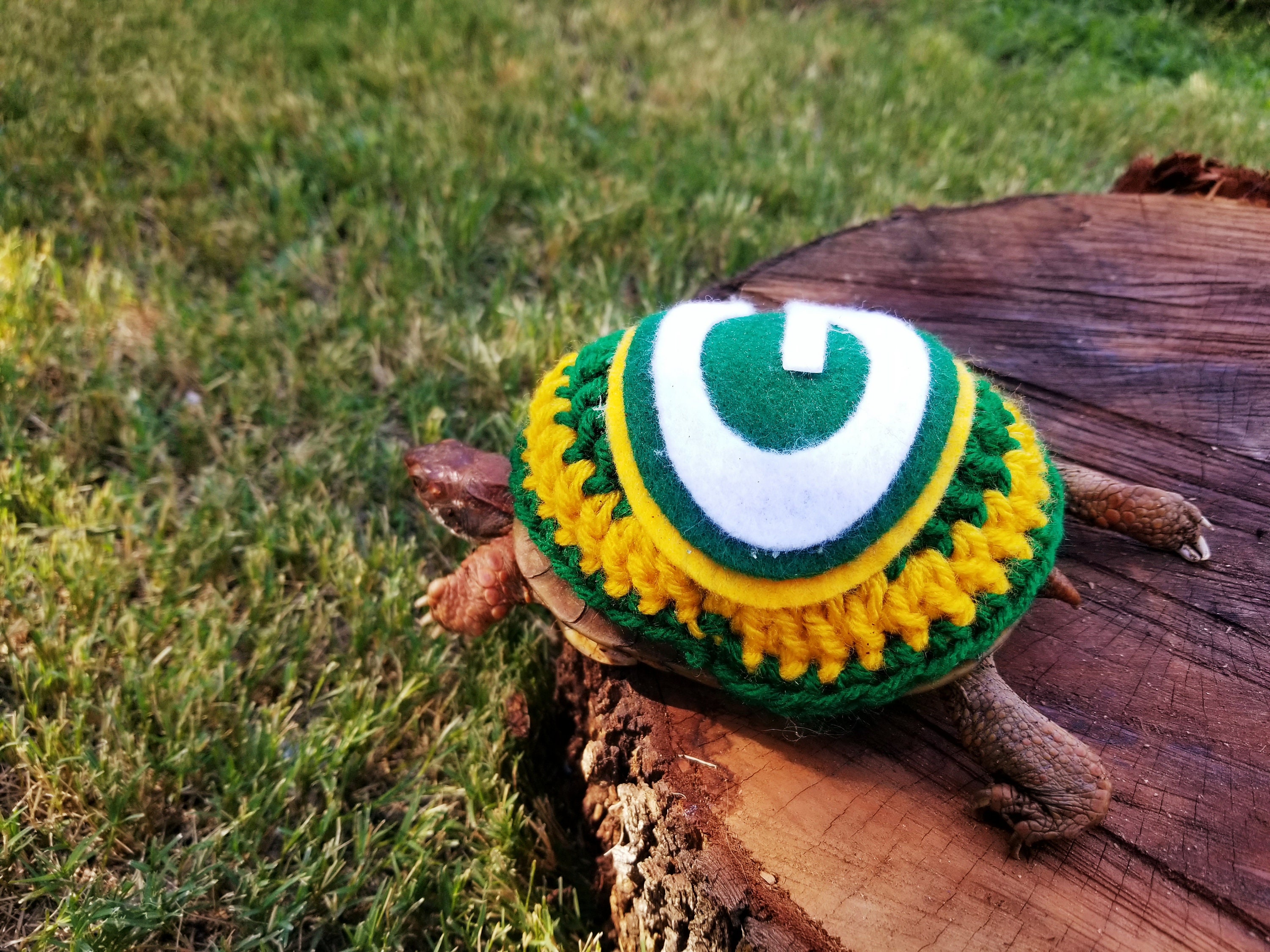 Football Team Inspired Costume for Turtles/ Tortoises | Etsy