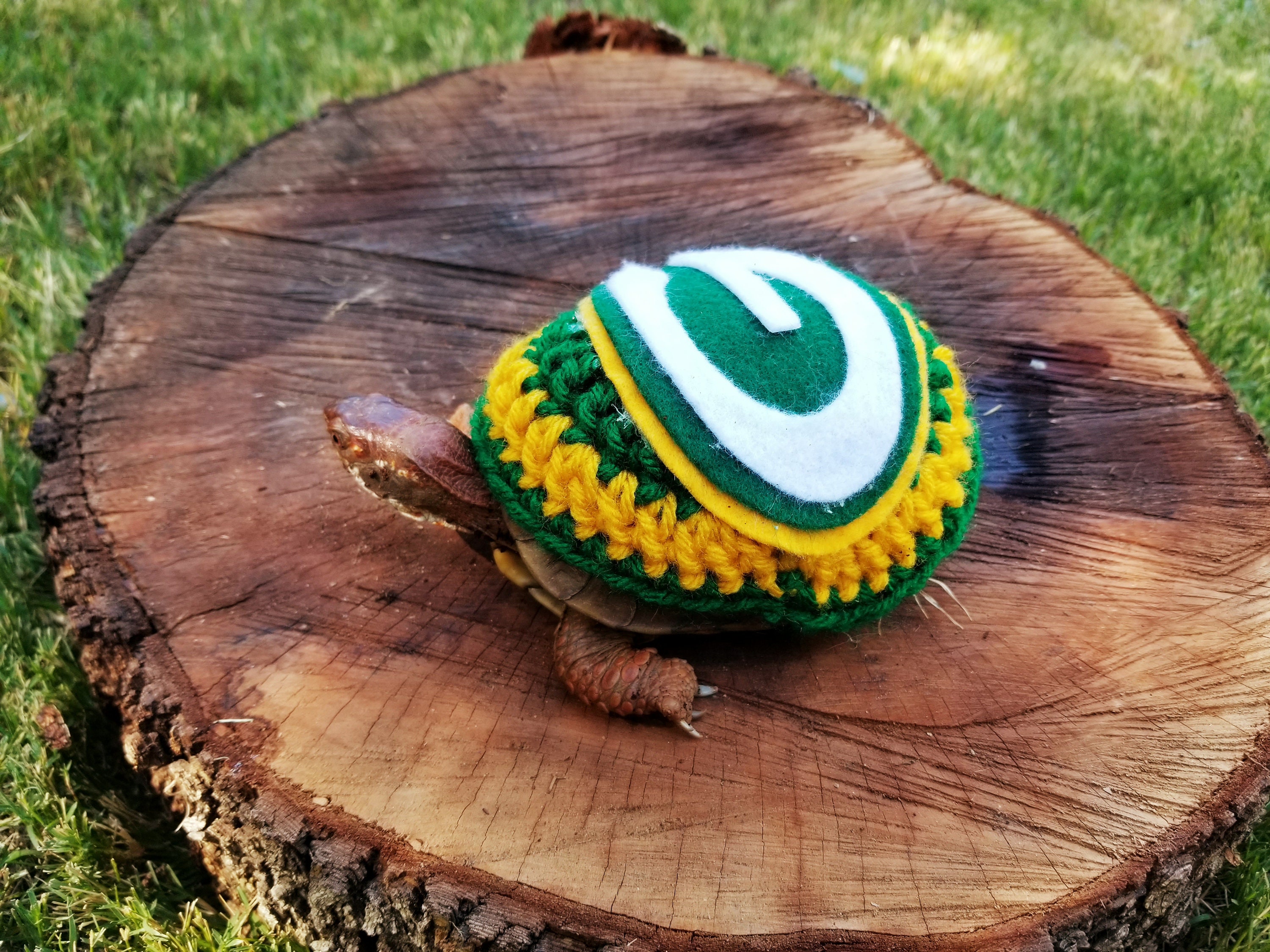 Football Team Inspired Costume for Turtles/ Tortoises | Etsy