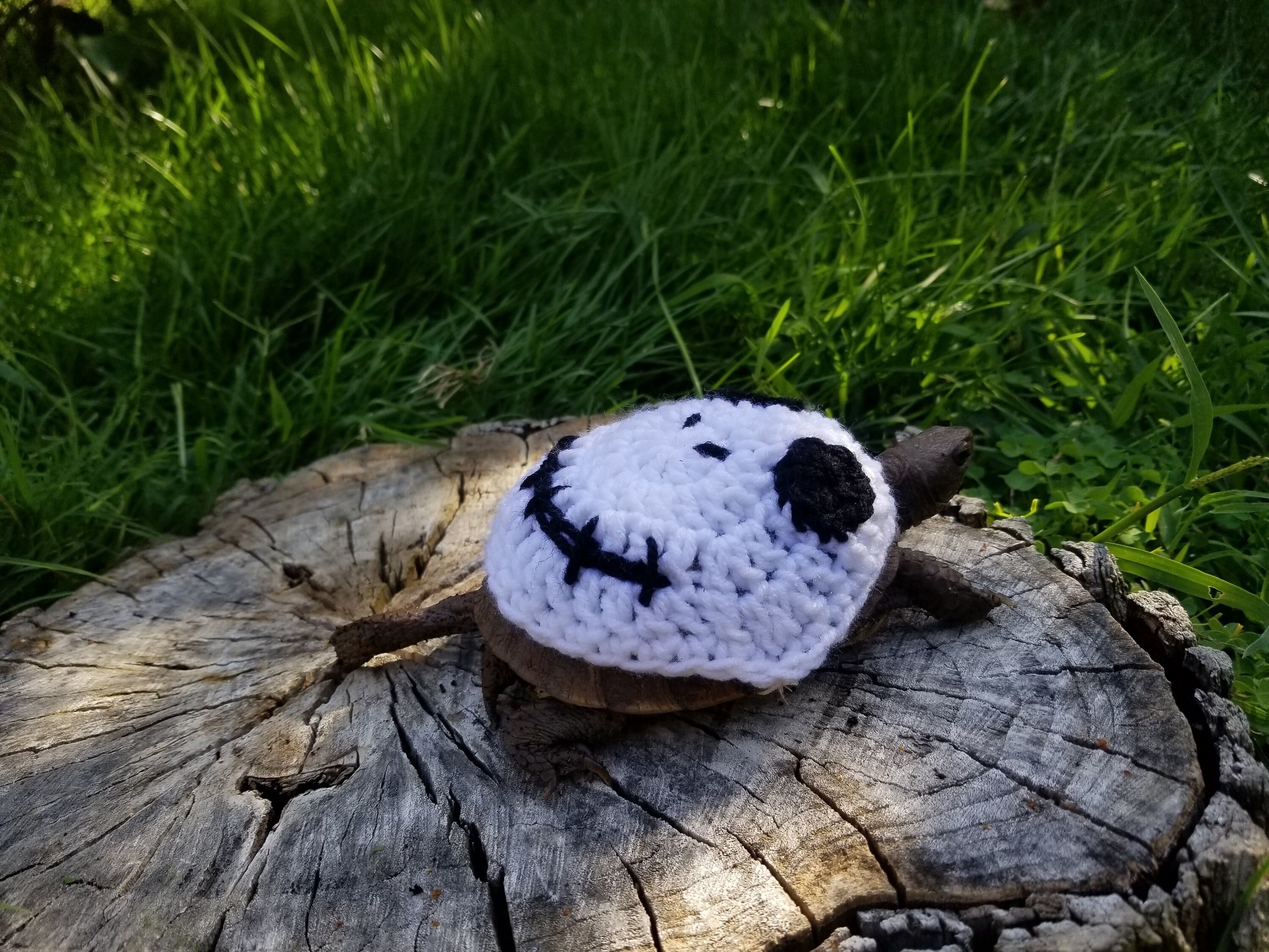Skull Turtle/ Tortoise Costume - Etsy