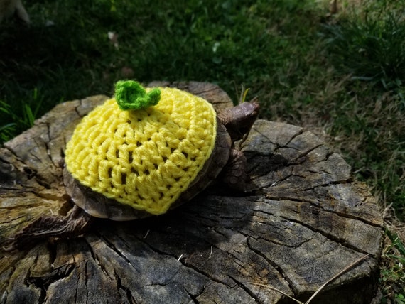 Lemon Costume for Turtles/tortoises - Etsy