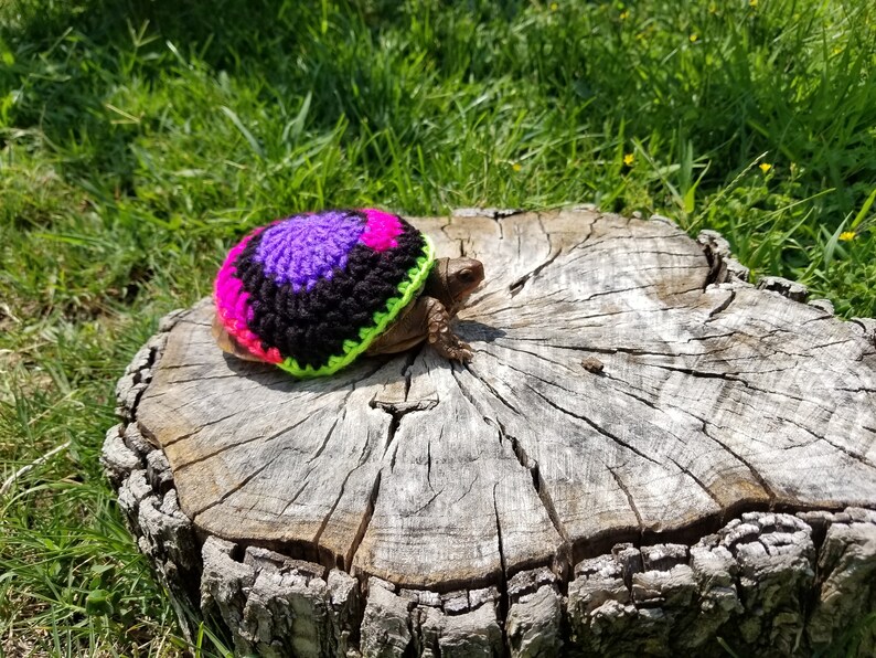 Rainbow Costume for Turtles/ Tortoises - Etsy