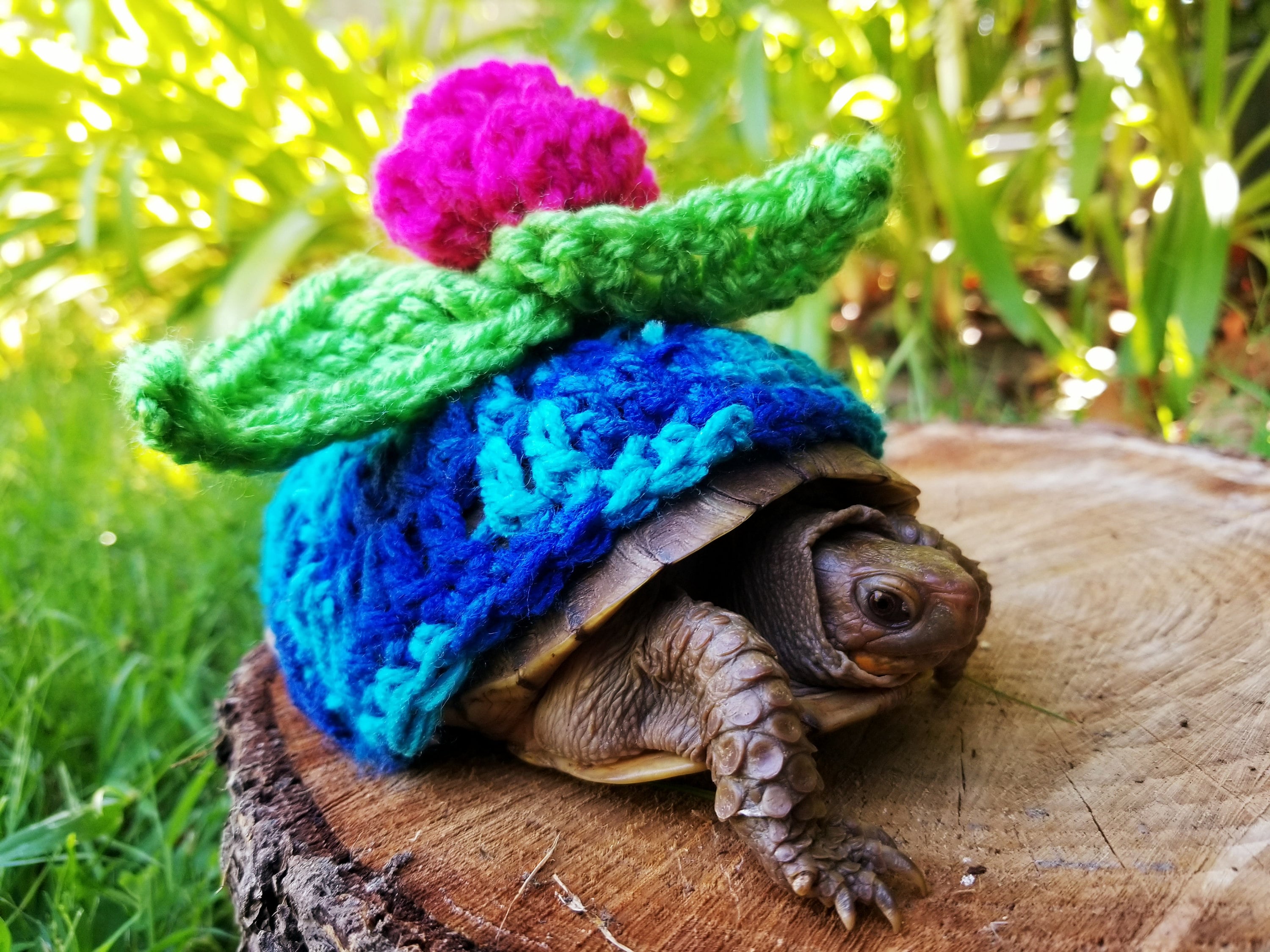 Ivysaur Inspired Costume for Turtle/tortoises | Etsy
