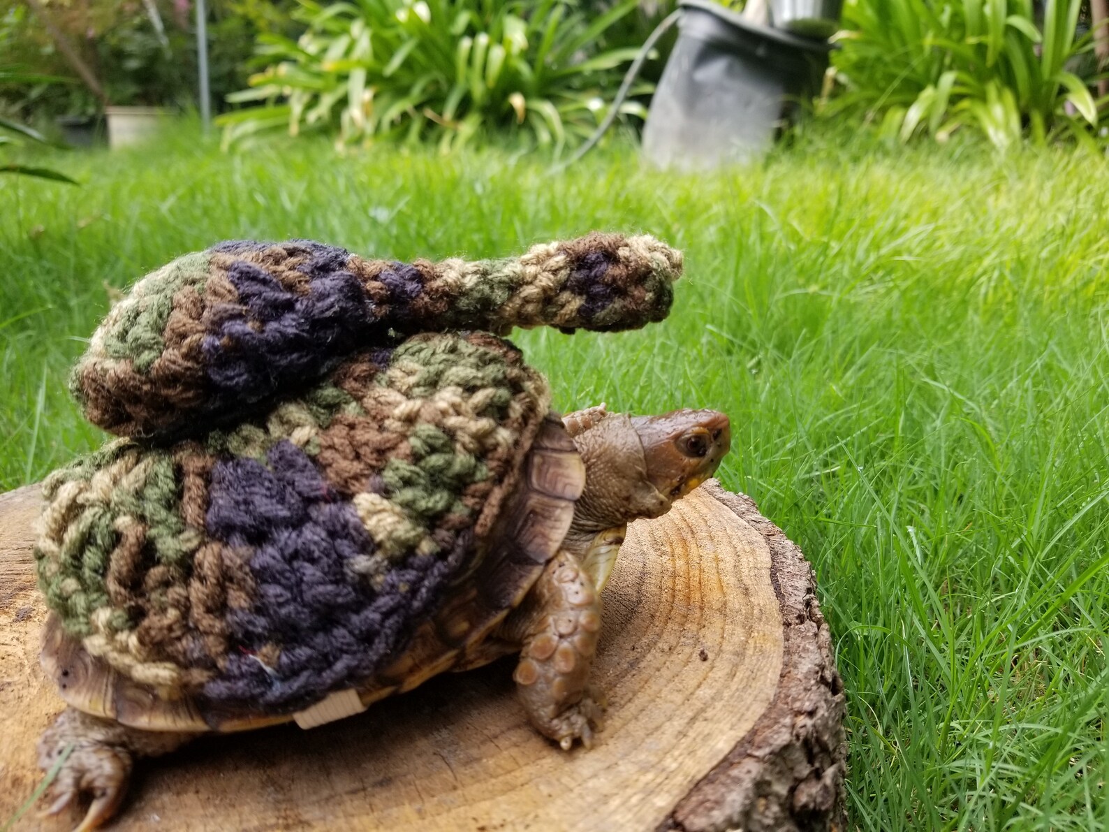Crochet Military Tank Costume for Turtles/ Tortoises - Etsy