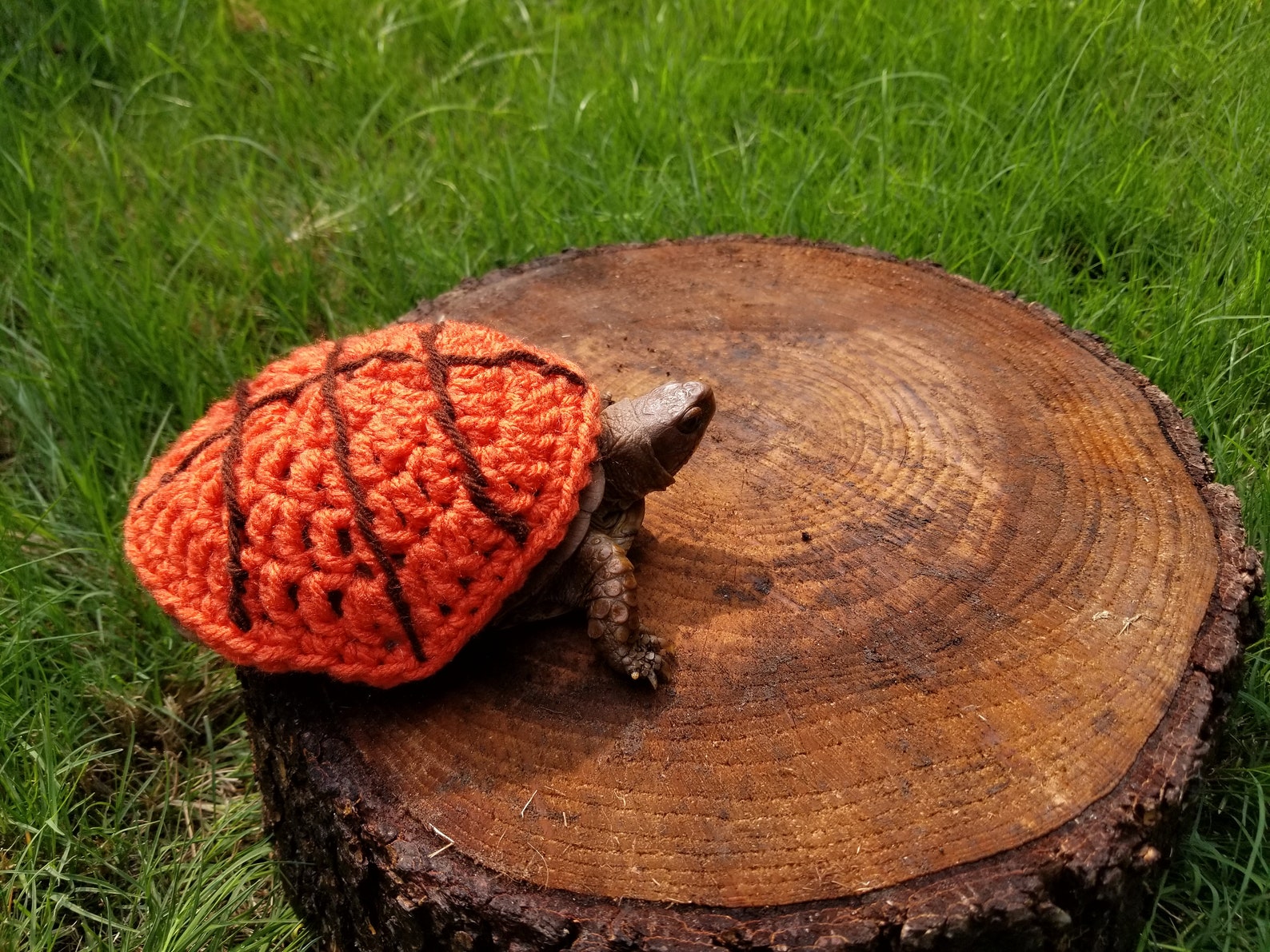 Basketball Crochet Costume for Turtles/ Tortoises - Etsy