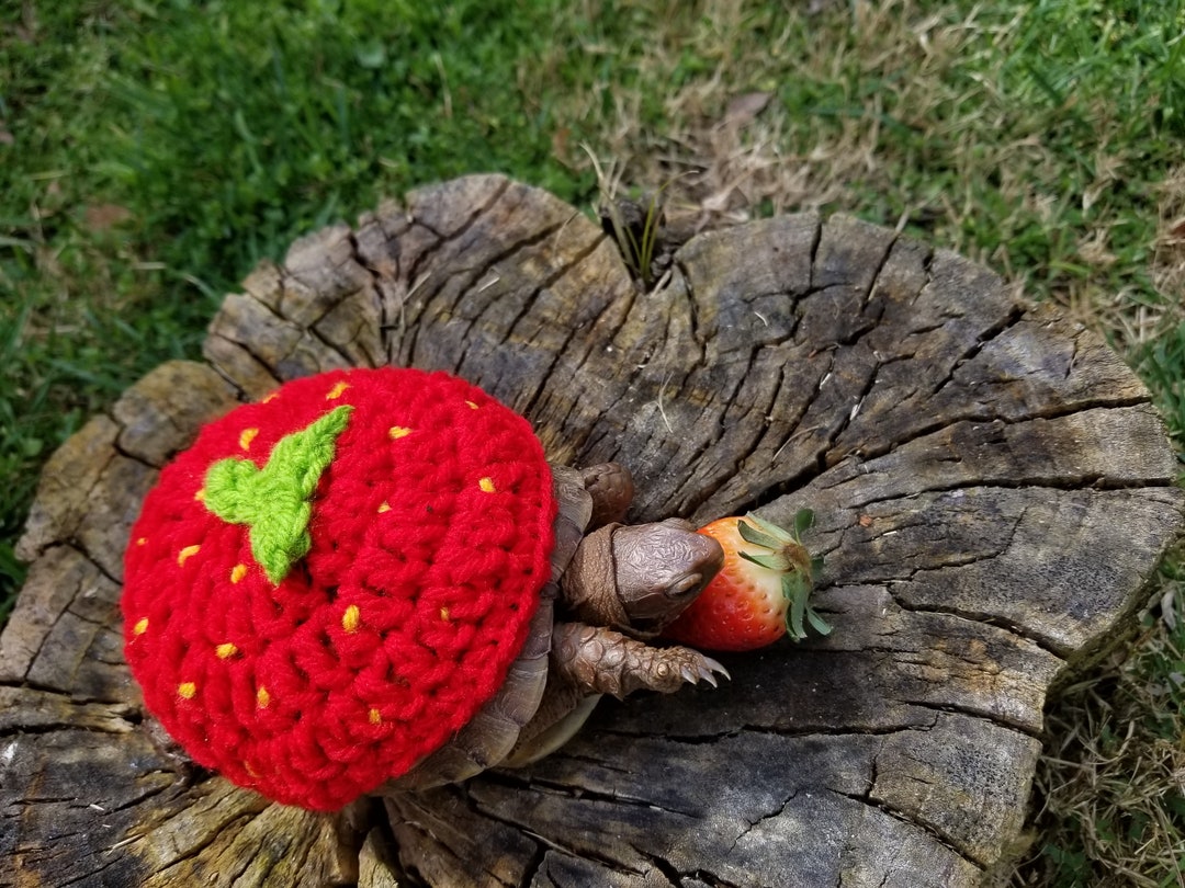 Crochet Strawberry Costume for Turtles/ Tortoises - Etsy