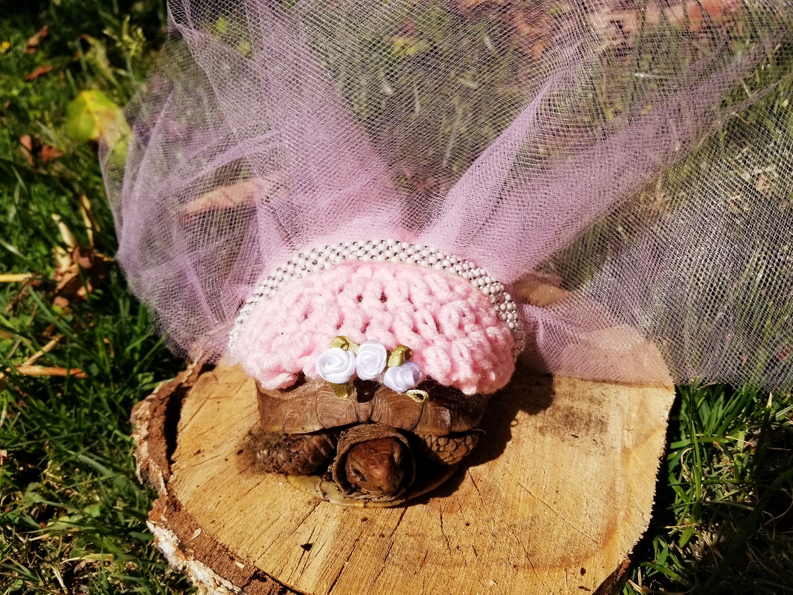 Bridesmaid Dress Crochet Costume for Turtles/ Tortoises - Etsy