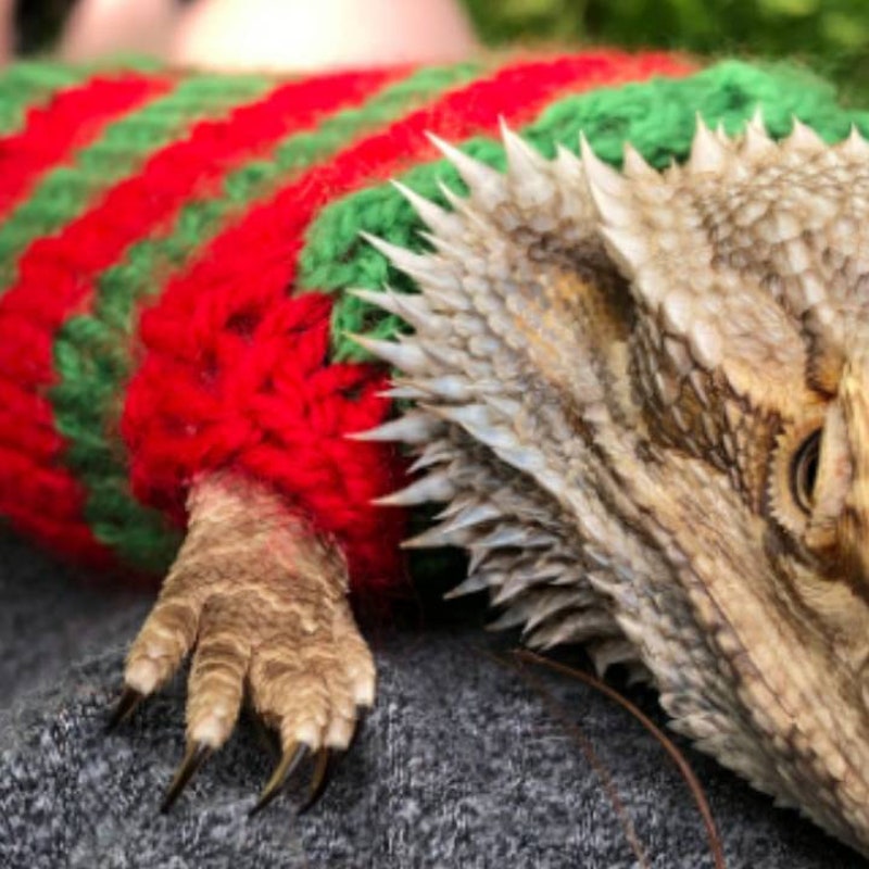 Bearded Dragon Sweater - Etsy
