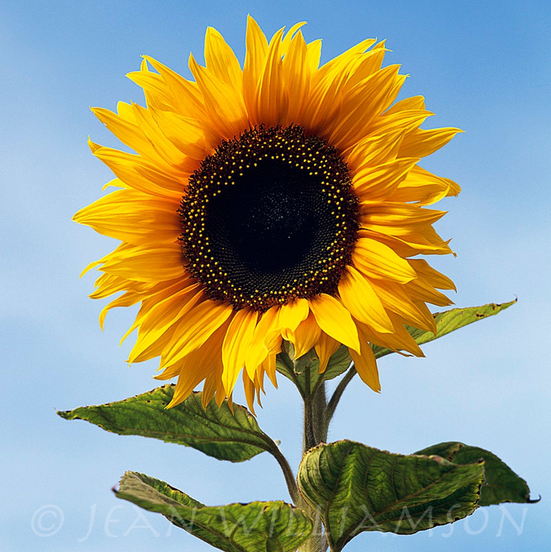 Photo Card, Sunflower, Single Sunflower, Yellow Sunflower, Flower Face ...