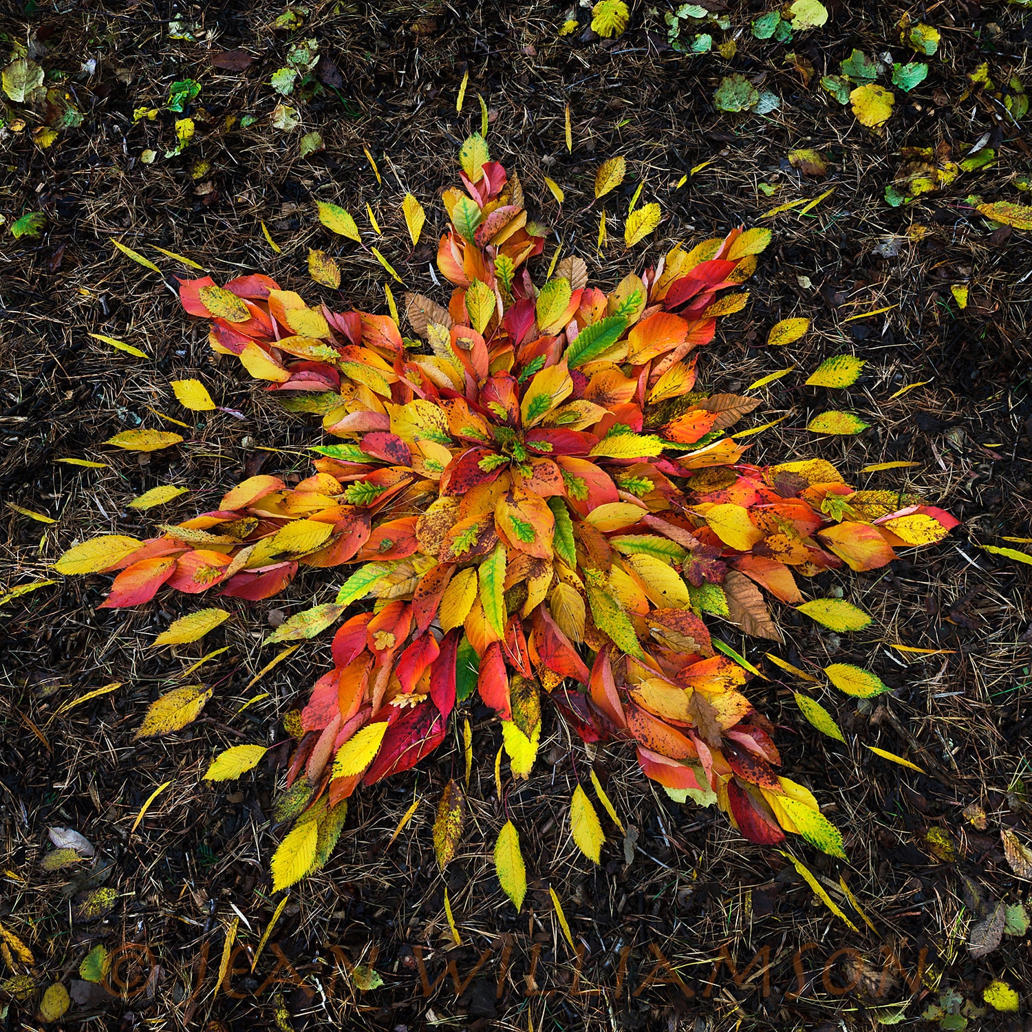 Photo Card, Leaf Star, Star of Leaves, Autumn Leaves, Square, Blank ...