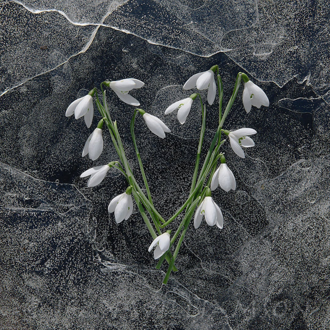 Photo Card, Snowdrops on Ice, Snowdrops, Ice, Snowdrop Flowers, Heart ...