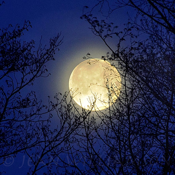 Photo card Blue Moon Blood Moon Large Moon Tree Branches | Etsy