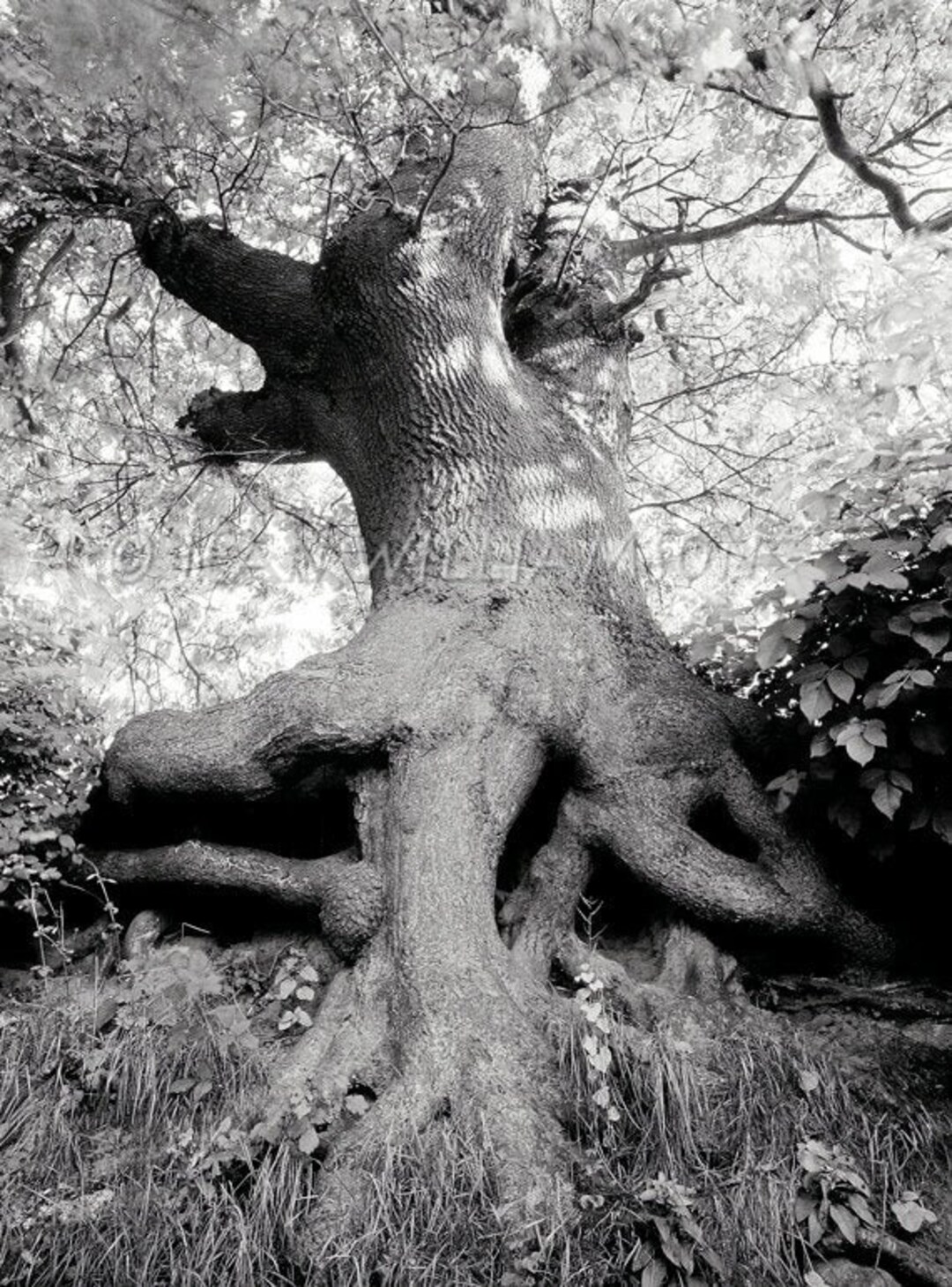 Giclée Print, Oak Tree, Tree Roots, Roots, Ancient Oak, Entwined Roots ...