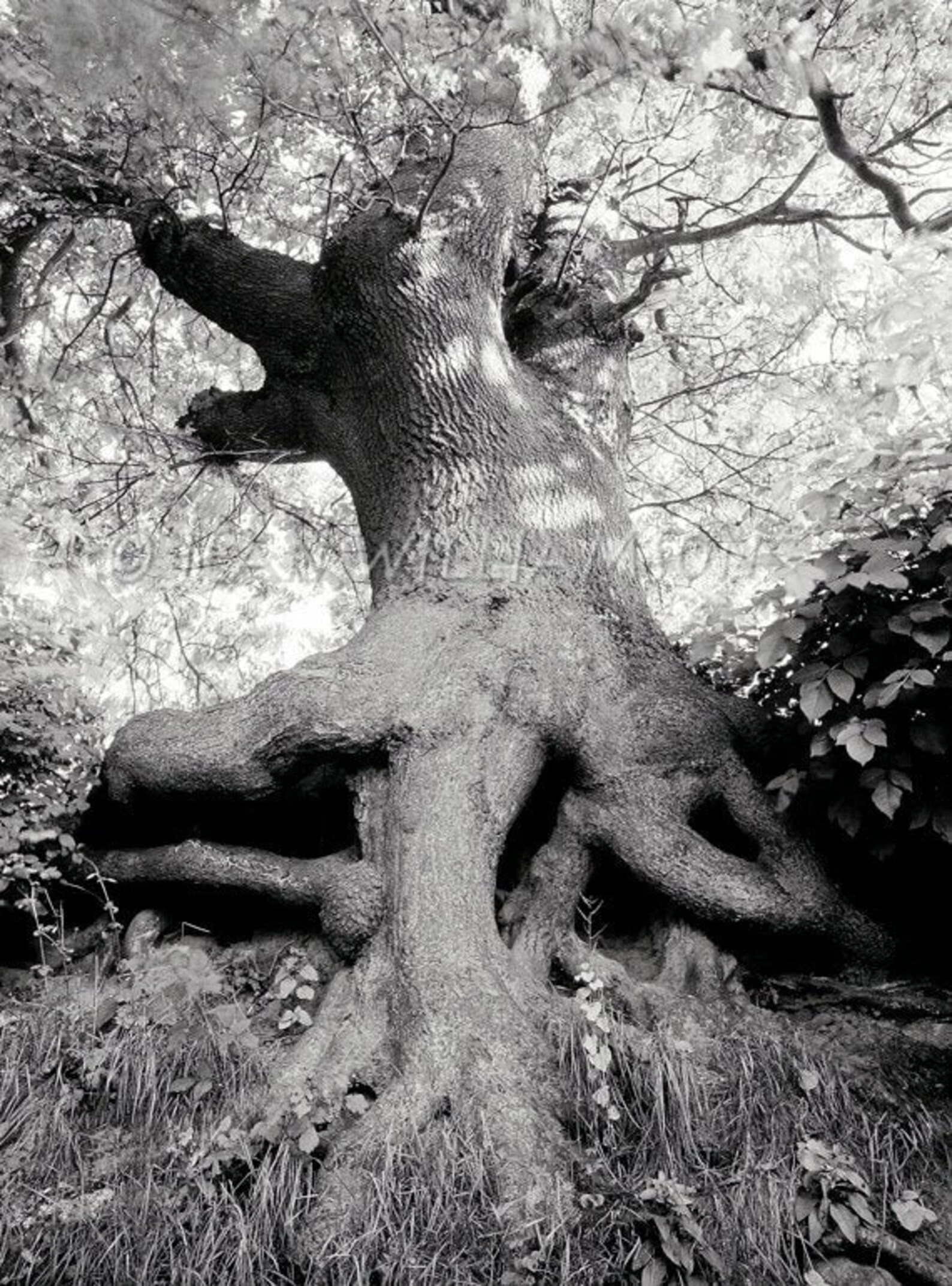 Giclée Print, Oak Tree, Tree Roots, Roots, Ancient Oak, Entwined Roots ...