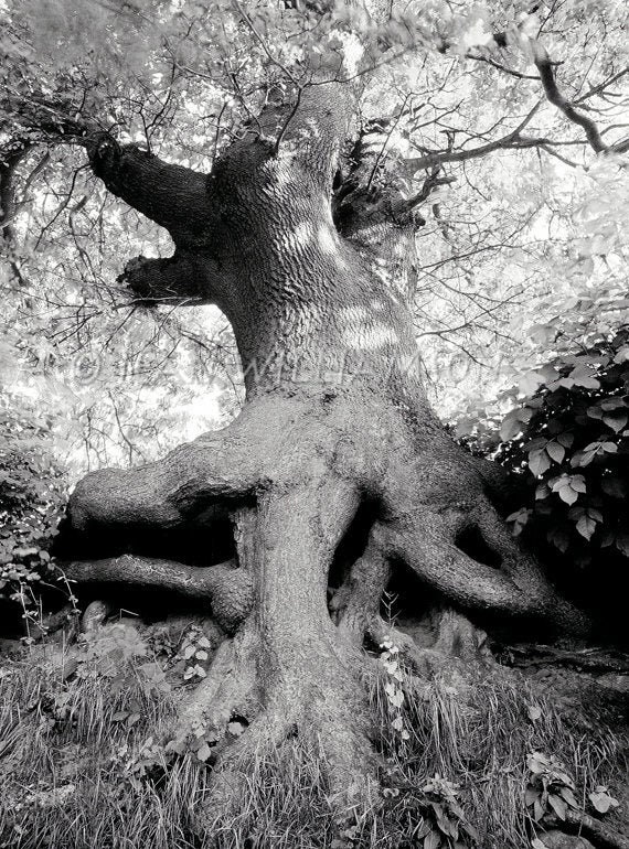 Black And White Tree With Roots And Branches