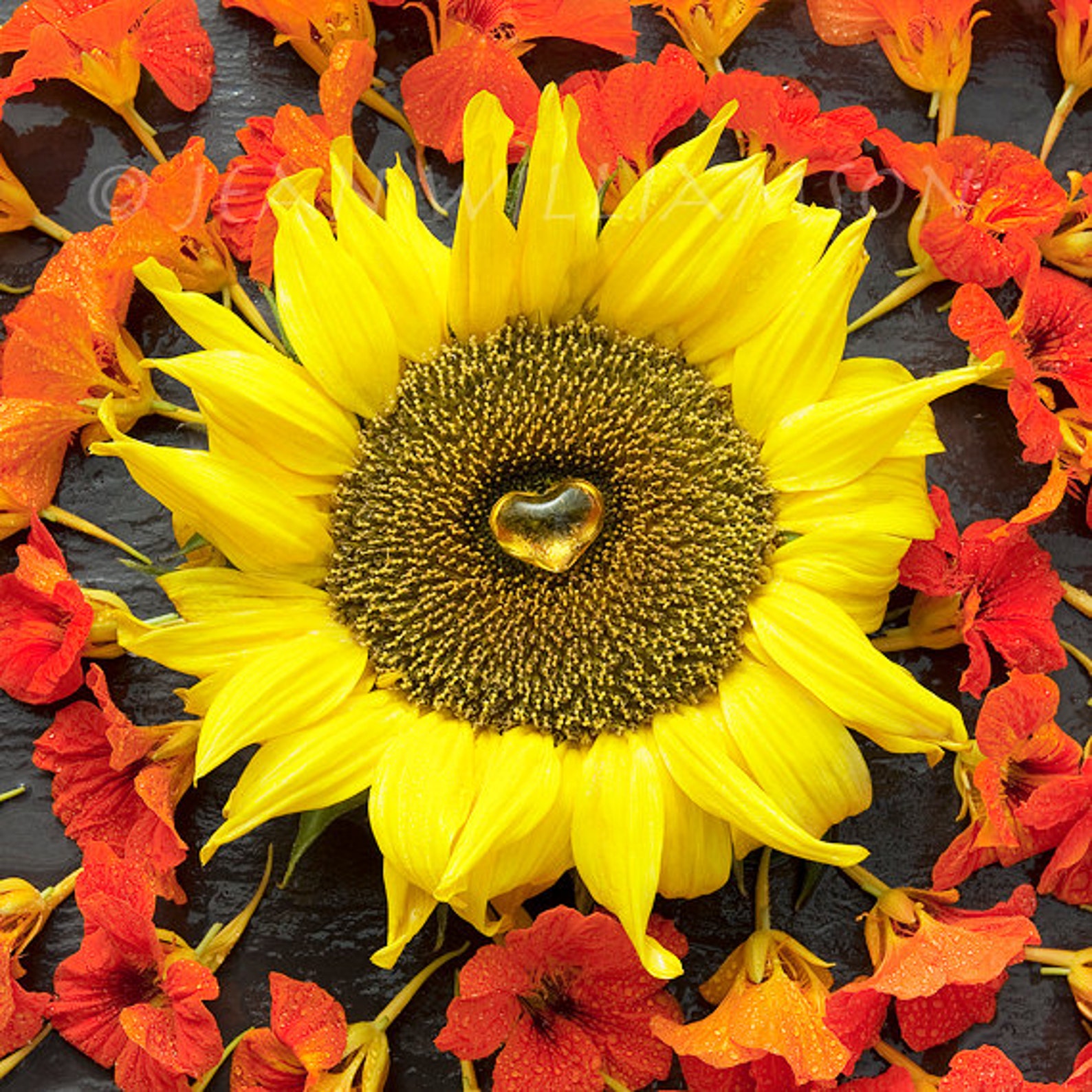 Photo Card, Sunflower, Heart, Yellow, Heart of Sunflower, Heart of Sun ...