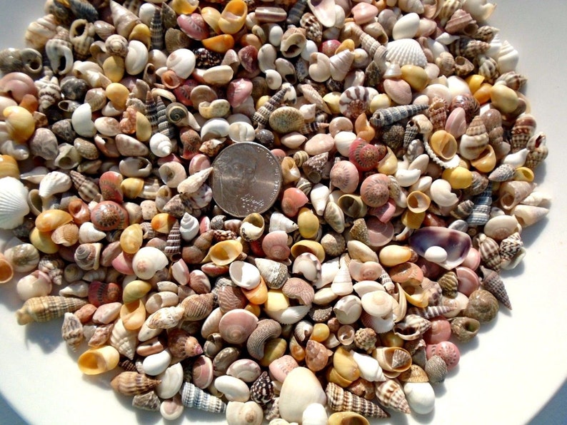 MINI TINY Seashells Mix Crafts Beach Miniature Sea Shells - Etsy