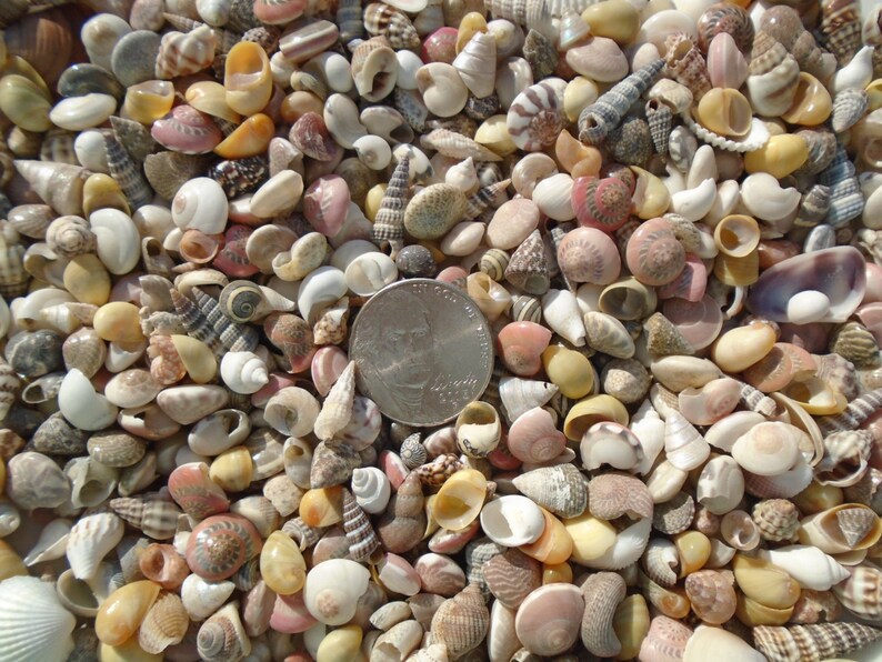 MINI TINY Seashells Mix Crafts Beach Miniature Sea Shells - Etsy