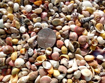 Mini Sea Shells | Etsy