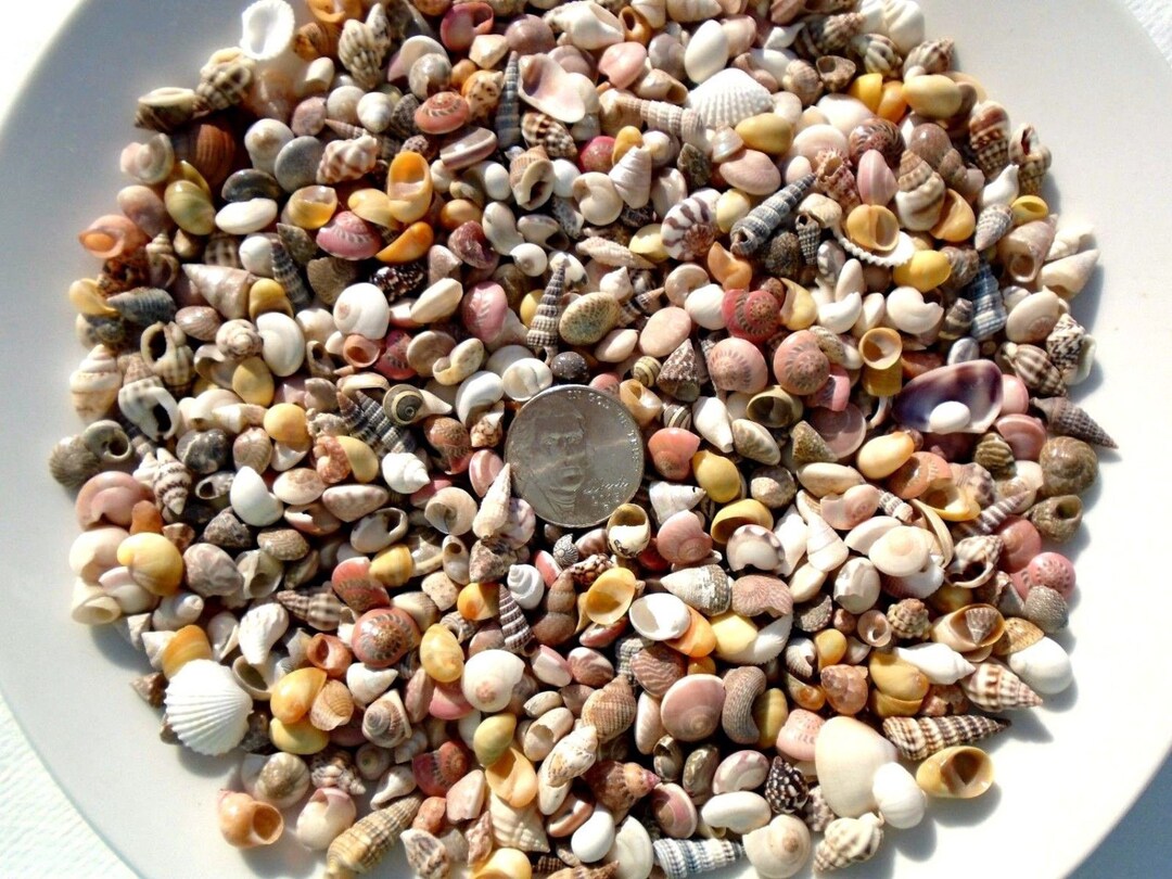 MINI TINY Seashells Mix Crafts Beach Miniature Sea Shells Fairy Garden ...
