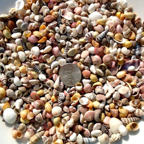 MINI TINY Seashells Mix Crafts Beach Miniature Sea Shells - Etsy