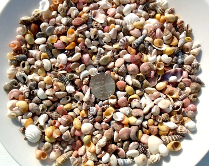 MINI TINY Seashells Mix Crafts Beach Miniature Sea Shells Fairy Garden ...